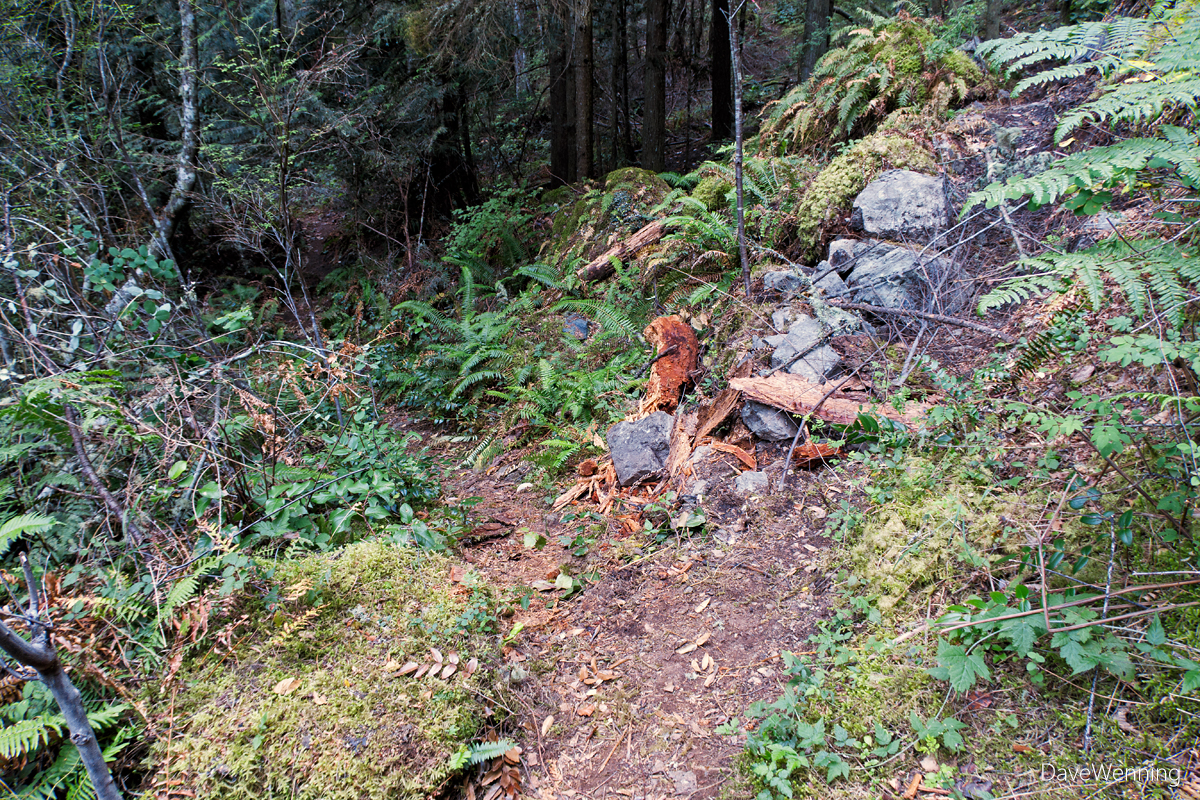 The John Tursi Trail