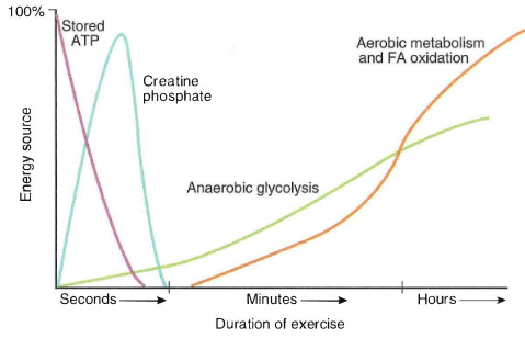 for the love of med school: Energy Use During Exercise, Fasting