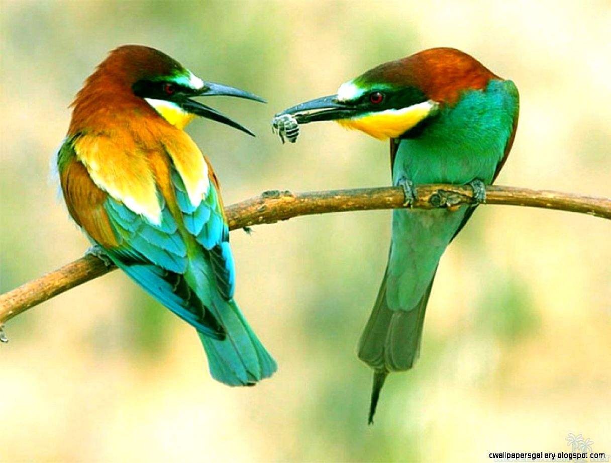 Birds Wallpapers High Resolution | Wallpapers Gallery