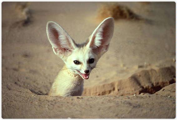 Fabels achter de Regenboog: De Fennek
