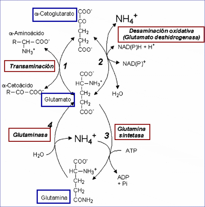 Apuntes para novat@s de Enfermería: Tema 24 - TRANSAMINACIÓN Y DESAMINACIÓN