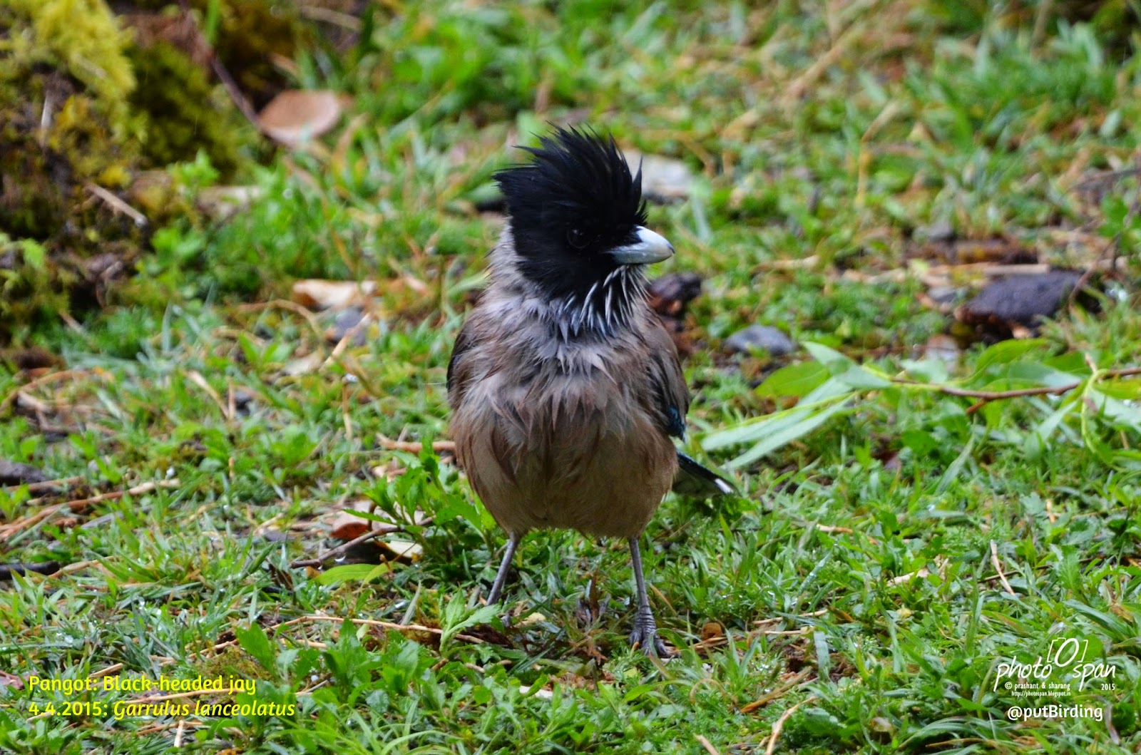 Black-headed jay : Garrulus lanceolatus | Photo Span