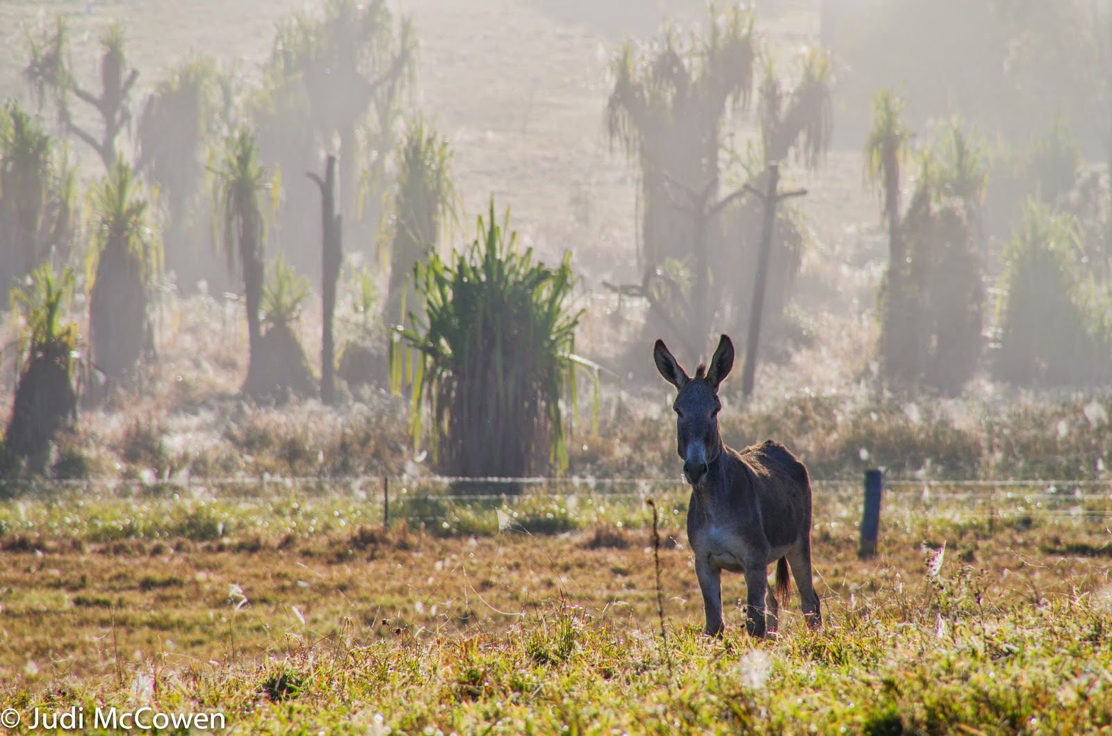 JUstDreamInparadise: Protection Donkey