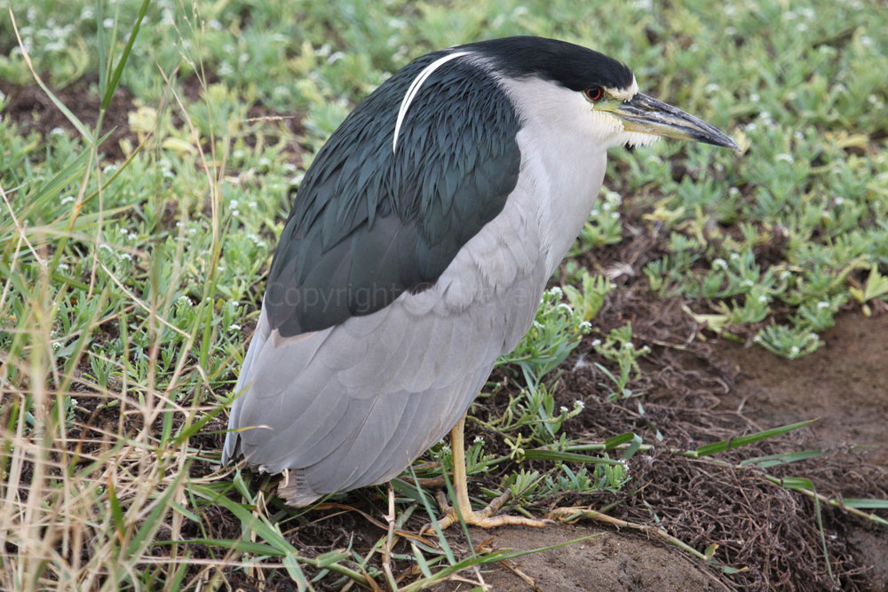 Greenham Birding: Birds of Hawaii