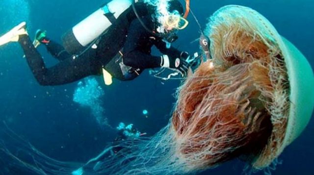 Bookmarks 100 : Top 10 Mysterious Deep Sea Creatures Caught On Camera ...