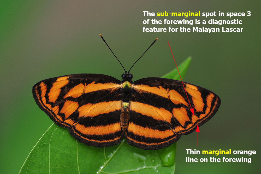Butterflies of Singapore: Butterfly Anatomy : Part 3