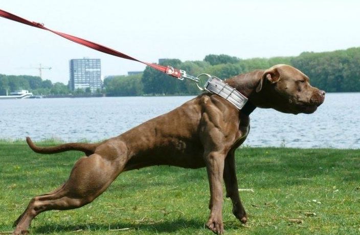 Blog do Pit Bull: Pit Bull: American Pit Bull Terrier - sigla APBT ...