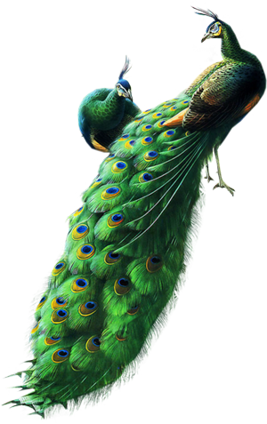 Képvarázs - Png. képek tárháza: Pávák - /16