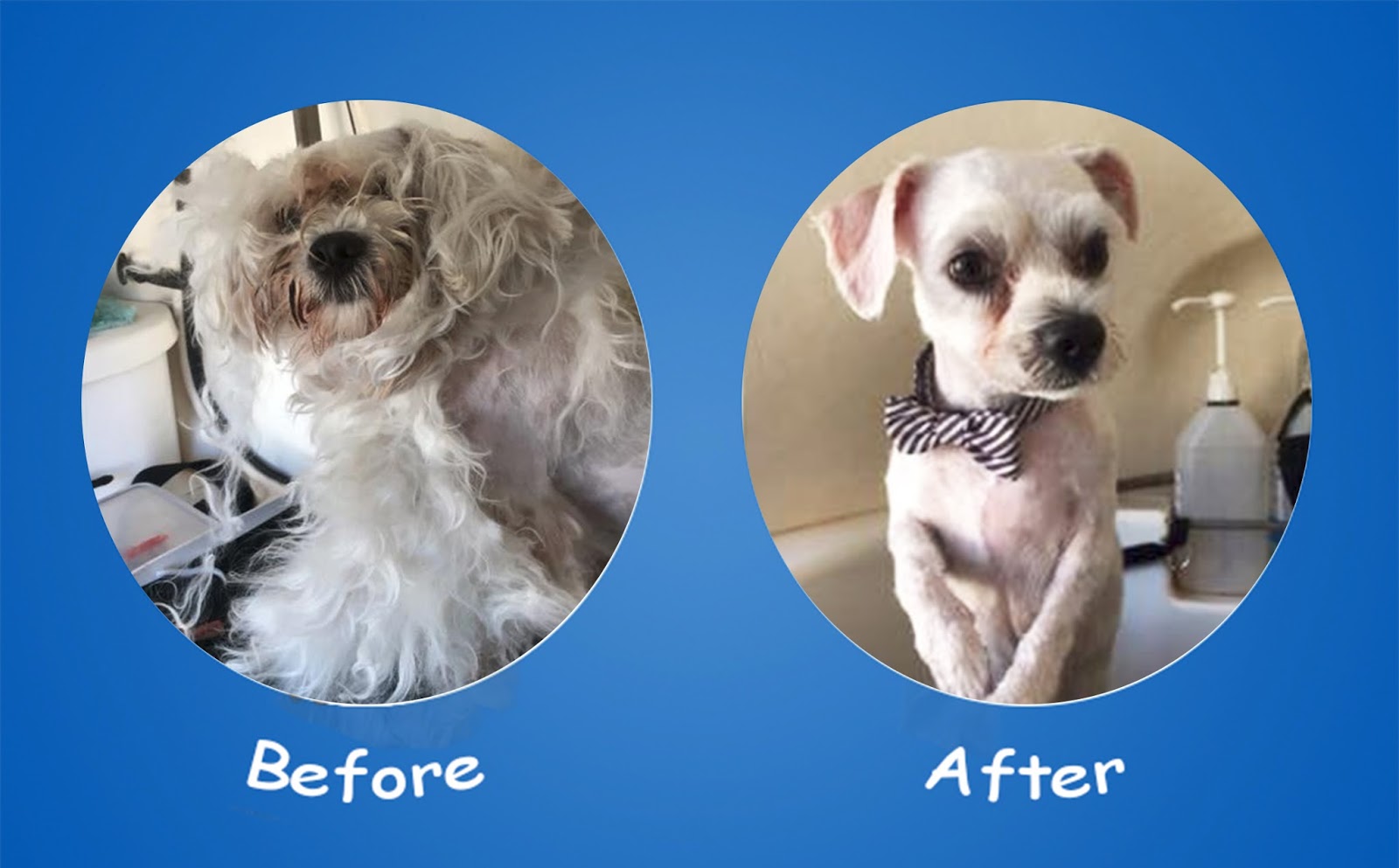 Advice from a Professional Dog Groomer | Australian Dog Lover