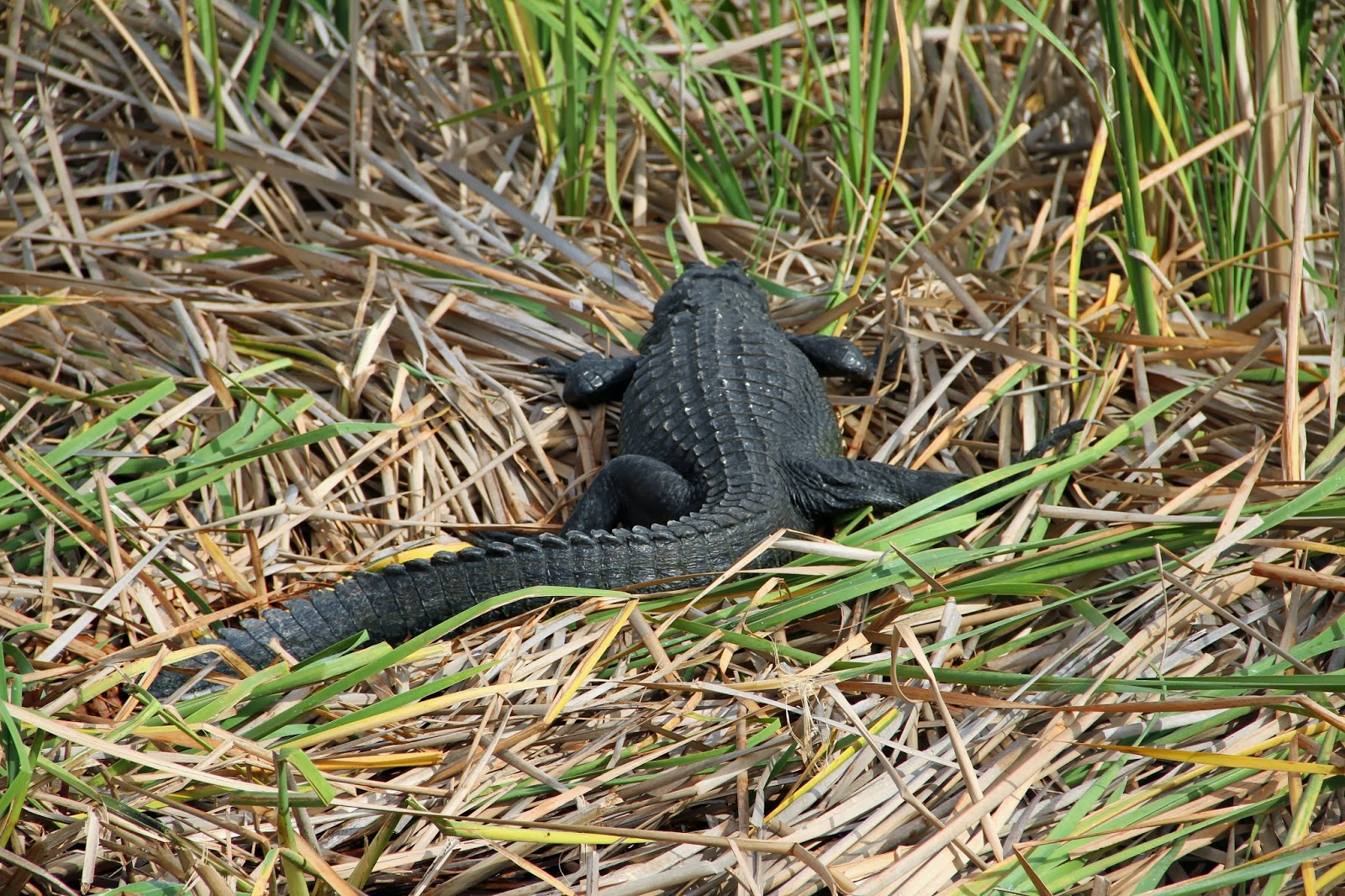 Written In Stone...seen through my lens: First Visit to the Florida ...