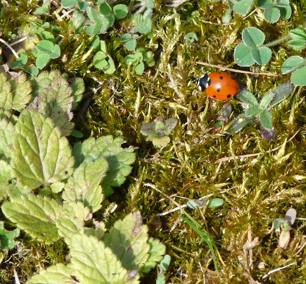 Wild and Wonderful: Ladybird Alert (2): Spring 2011
