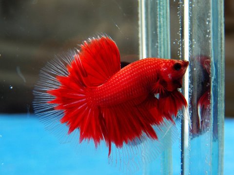 Thiago Barreto e Fernando bettas: Vendas Bettas 2012