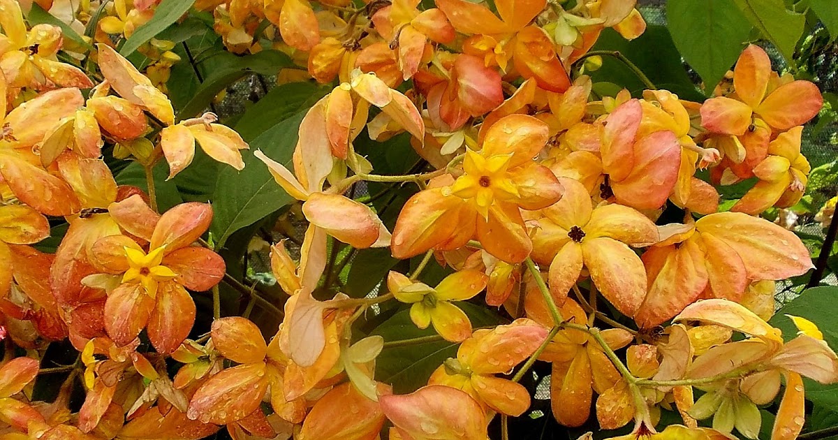 PLANTAS INCRÍVEIS: A MUSSAENDA-DOURADA DOBRADA (Mussaenda x hybrid)
