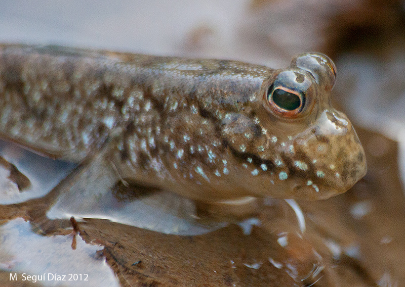 Fotografia y Naturaleza: El saltarín del fango