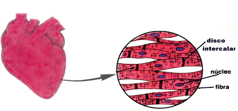 Ciências Biológicas: Tecido Muscular
