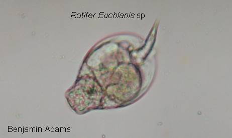 Botany Term Project