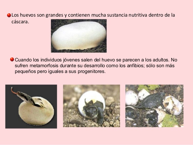 CIENCIAS NATURALES 1 OJA: ANFIBIOS Y REPTILES