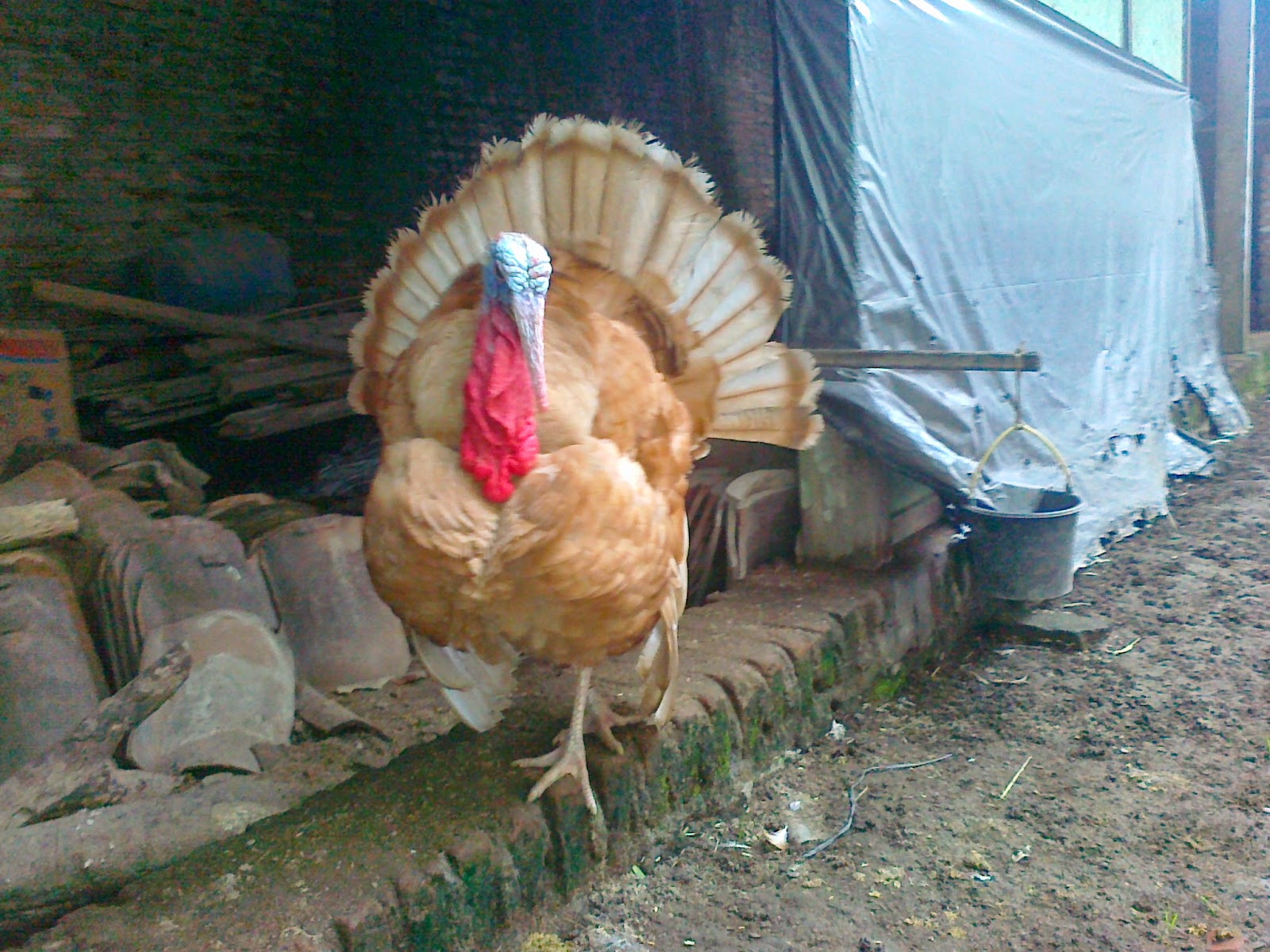 Jual Ayam kalkun | bisnis