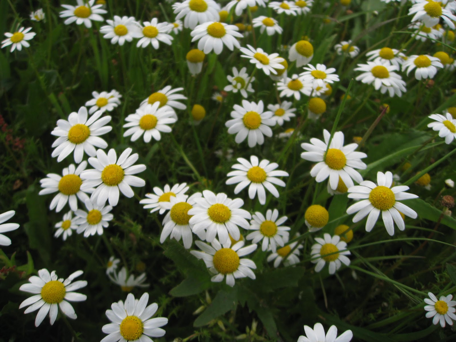 estado de Barrancos: Flora de Barrancos - malmequeres do campo