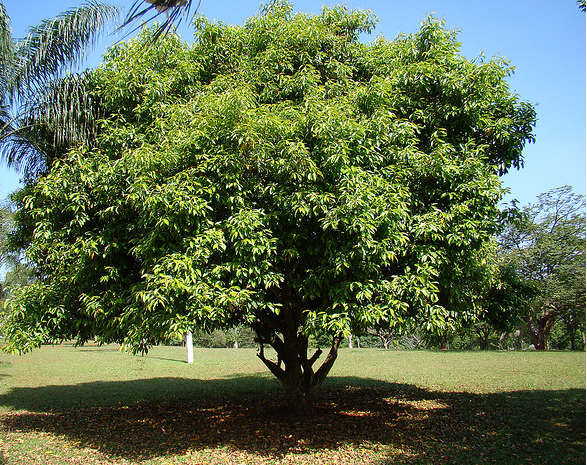 We love Our Bangladesh: Jambul(Jaam/Jam/Kalojaam) is one of the ...