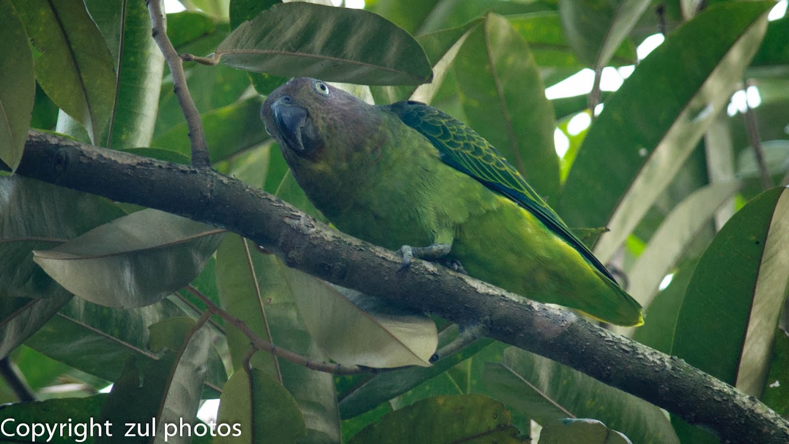 Zul Ya - Birds of Peninsular Malaysia: Blue Rumped Parrot