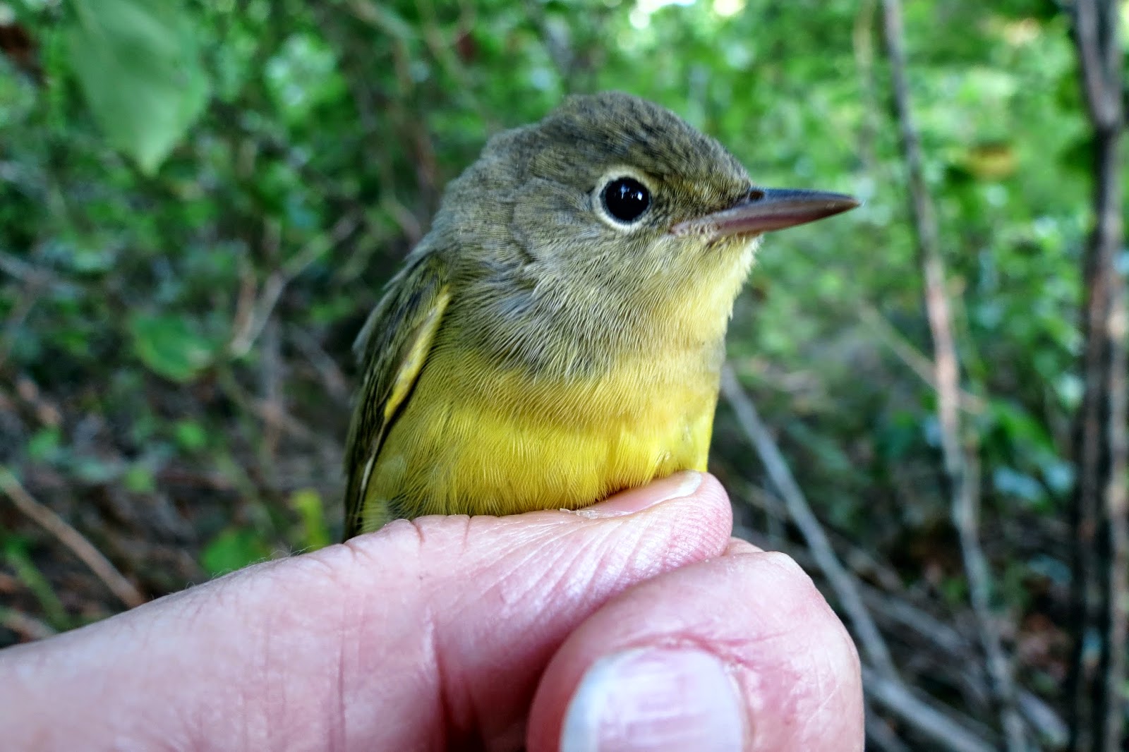 Cape Cod Bander: First half of fall migration