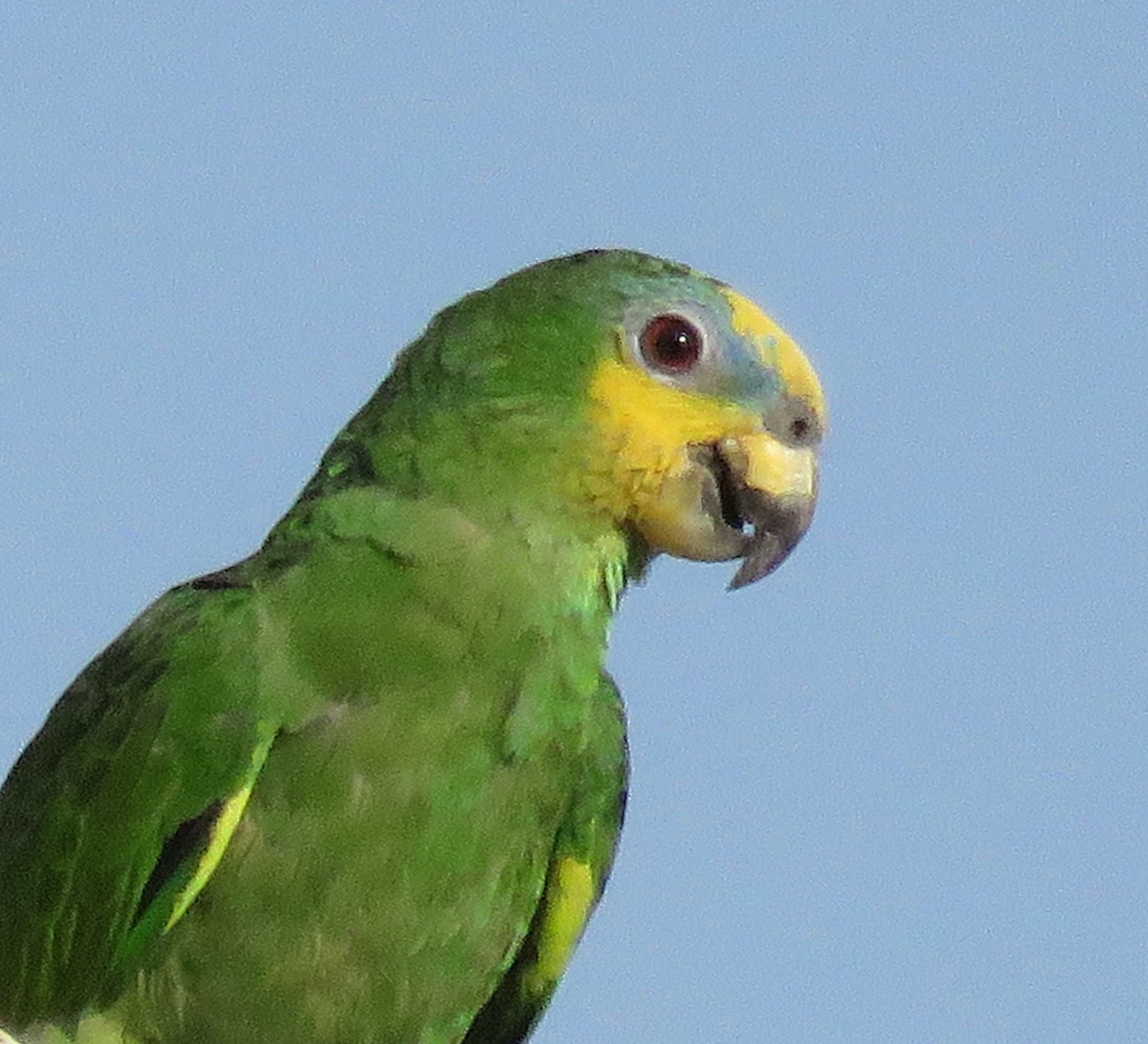 AVES DE VENEZUELA Y EL MUNDO pedro romero ramos: Loro Guaro (Amazona ...