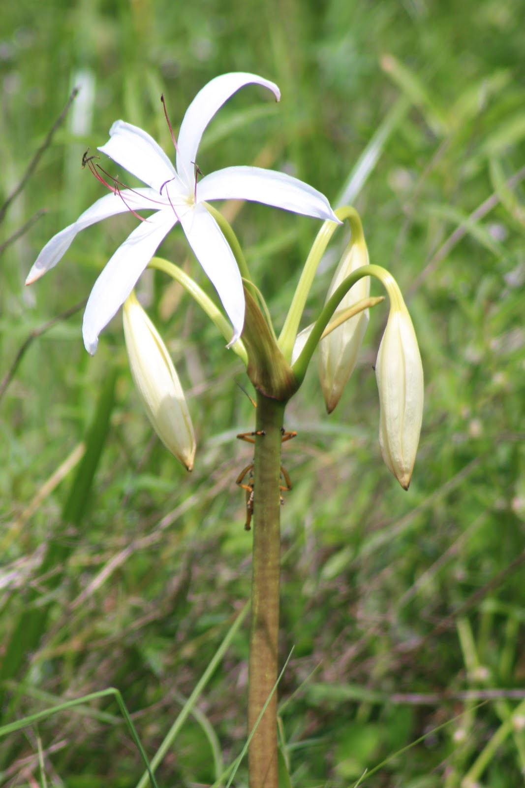 Panther Island Adventures: Back! Plant of the week July 25: Swamp lily