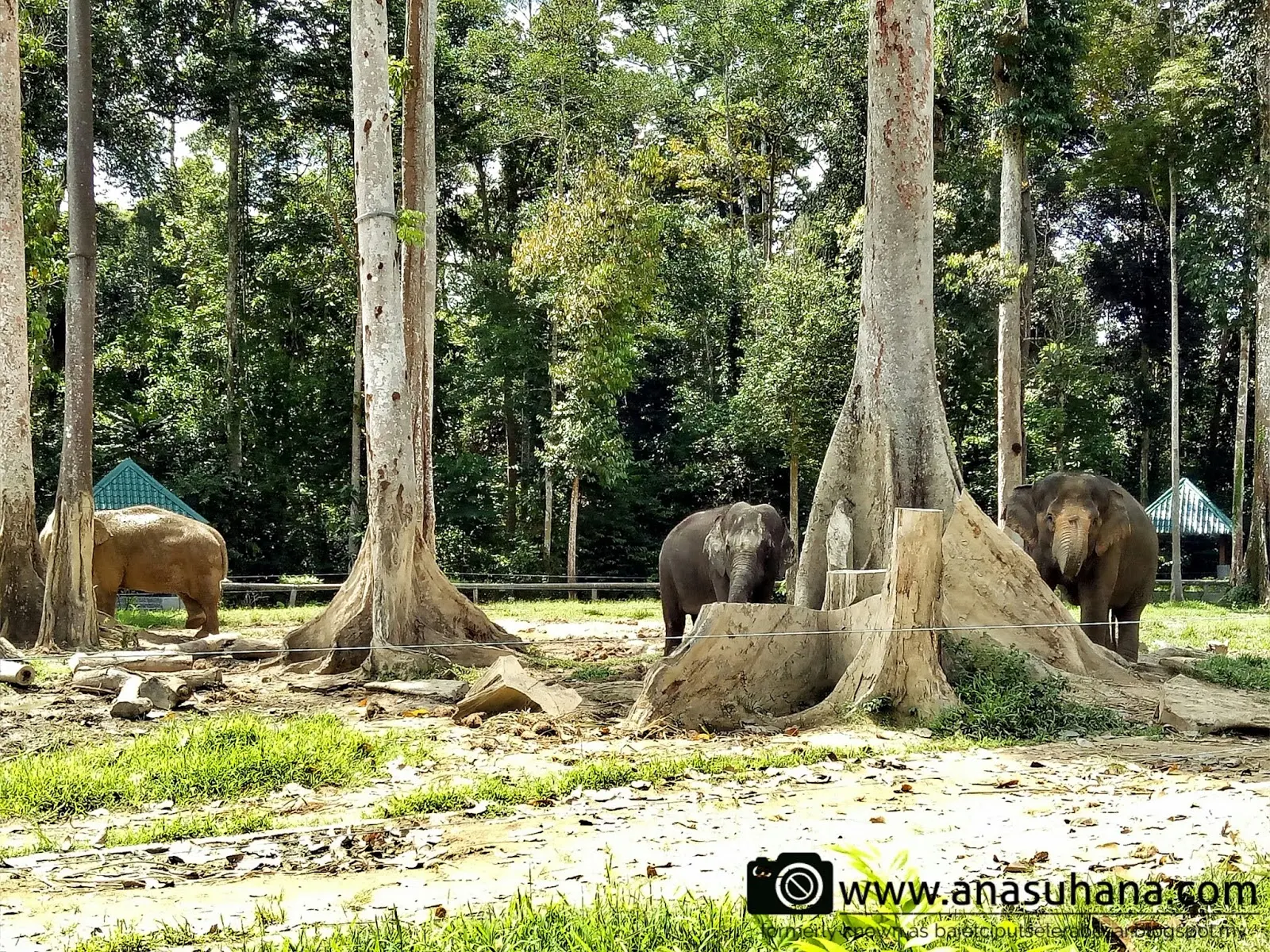 Tempat Menarik di Pahang : Pusat Konservasi Gajah Kebangsaan Kuala ...