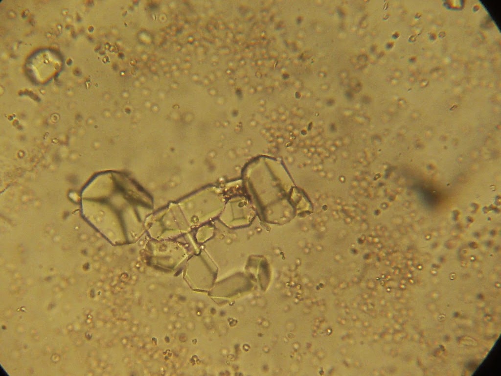 Dr Liz... the mad vet from Russell Vale Animal Clinic: When dogs pee blood