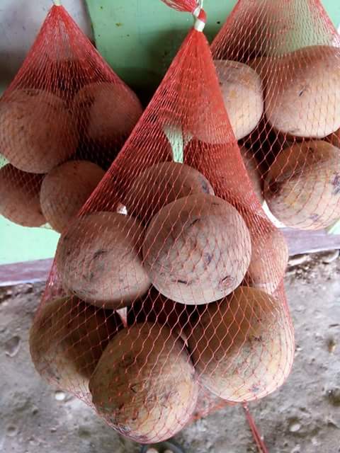 Jenis dan Macam Buah Borneo