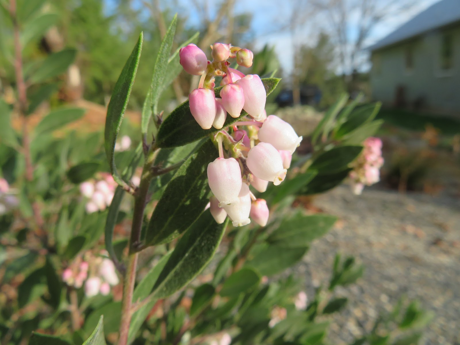Native Plants of Spring