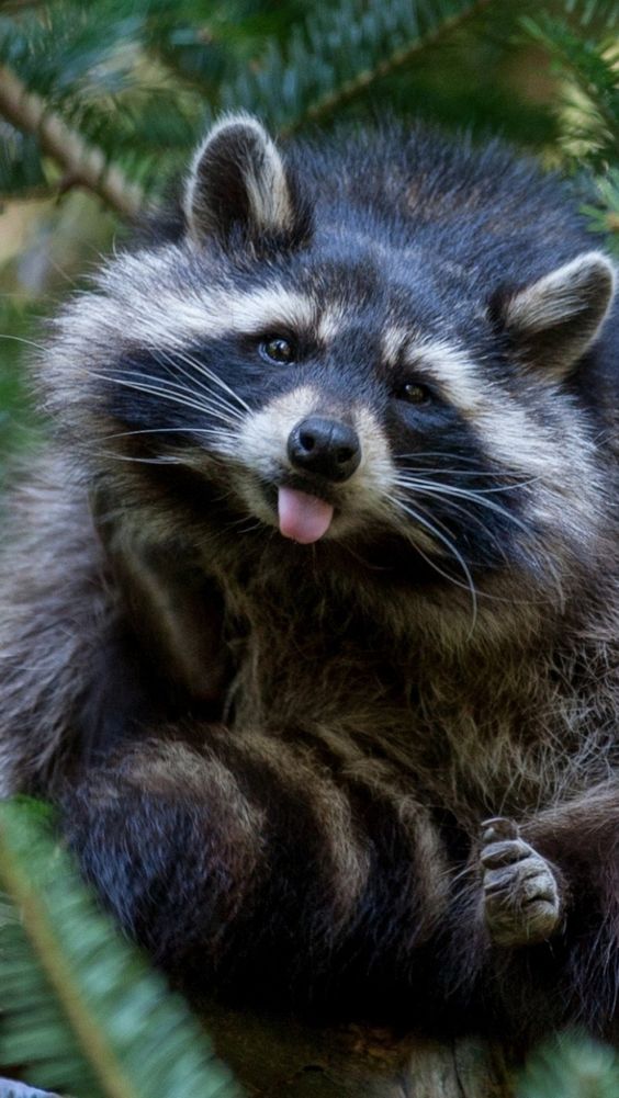 RAKUNI ( RACCOON ),predivni i nestašni rakuni uveseljavaju nas svojim ...