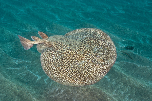 Animals of the world: Marbled Torpedo Ray