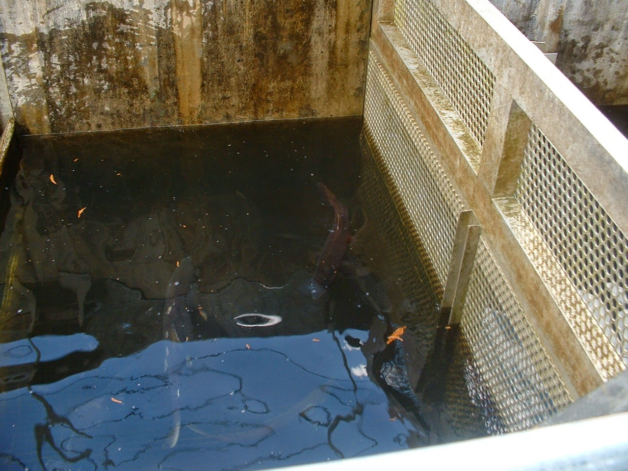 Best Handcrafted & Outdoor Newsletter: Lake Aberdeen Fish Hatchery ...