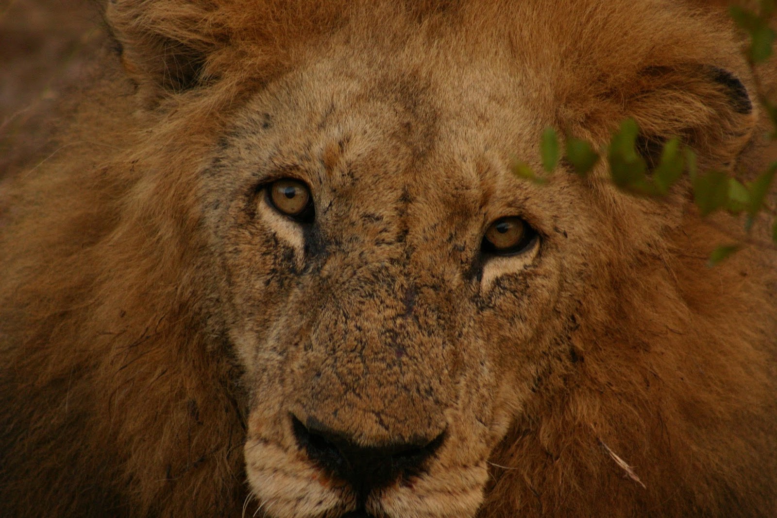Livin The Dream: DAY #7 - LIONS! OMG, LIONS!