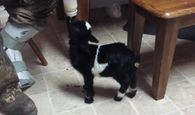 [PURA TERNURA] Mira como esta hermosa cabrita rescatada aprende a ...