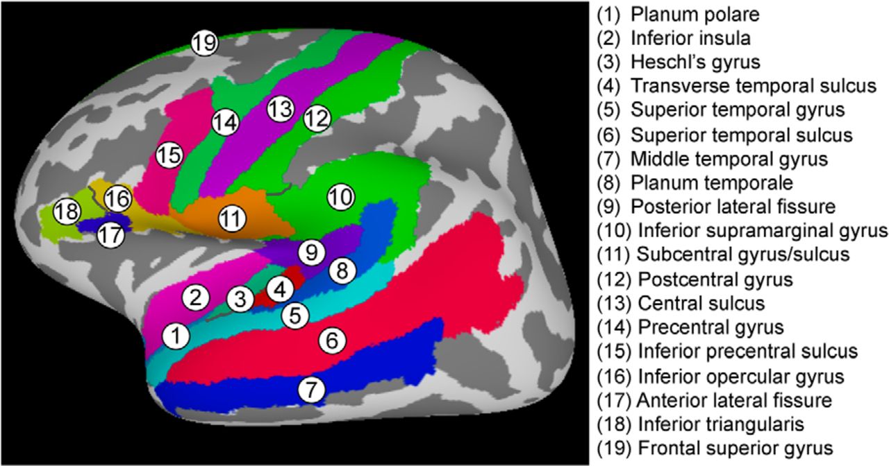 transverse temporal gyrus - USA News Collections