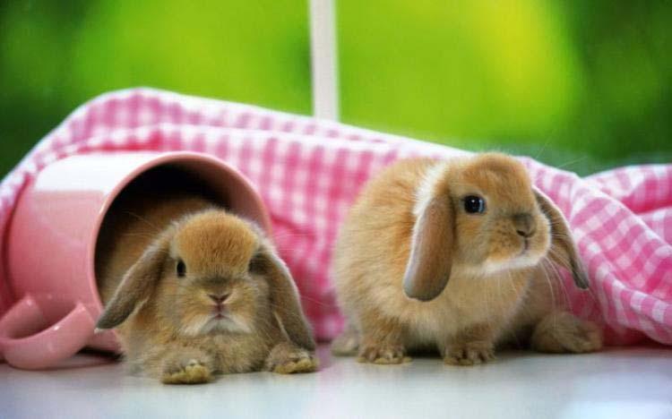 Imagenes y Fotos: imagenes tiernas de amor