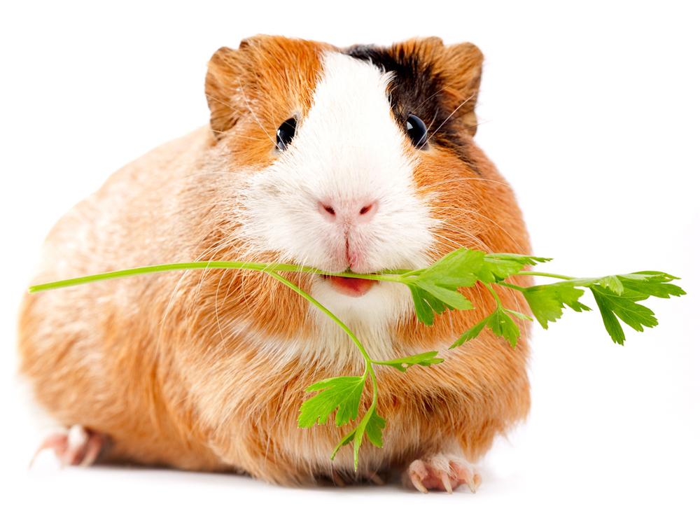 Diario de cobayas: Informacion sobre las cobayas I