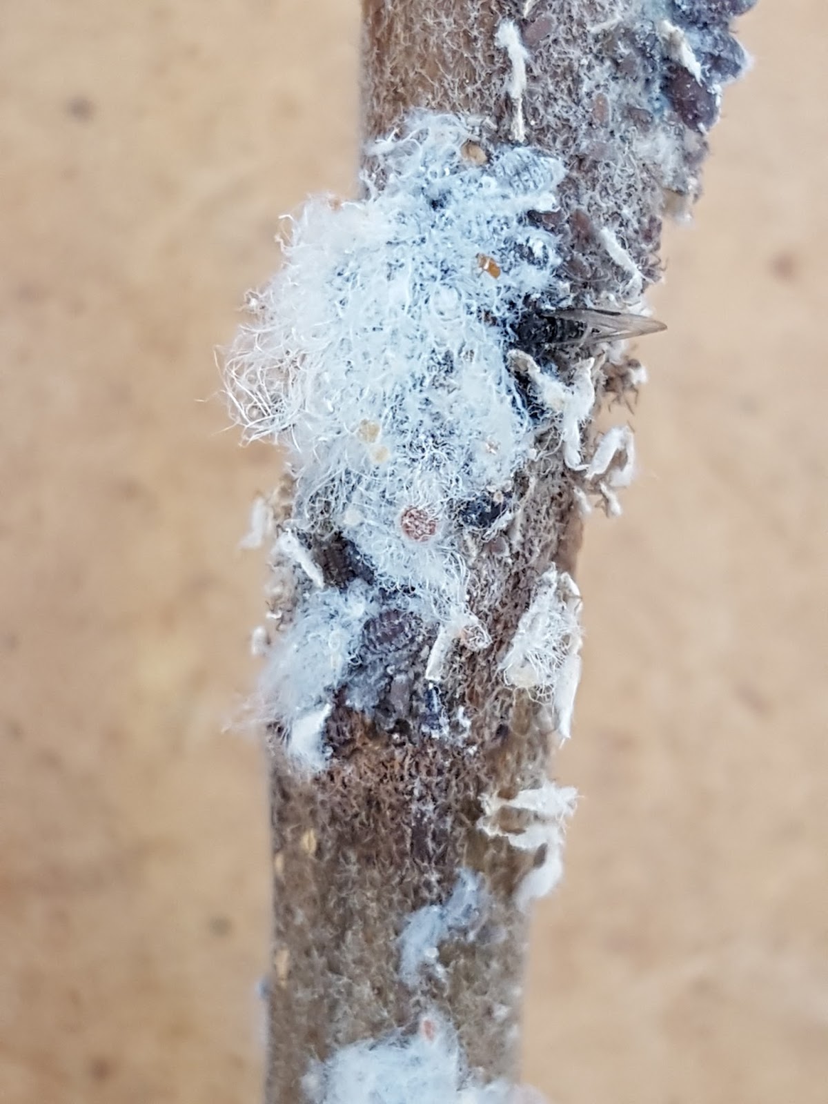 Peters tuinadvies: Bloedluis