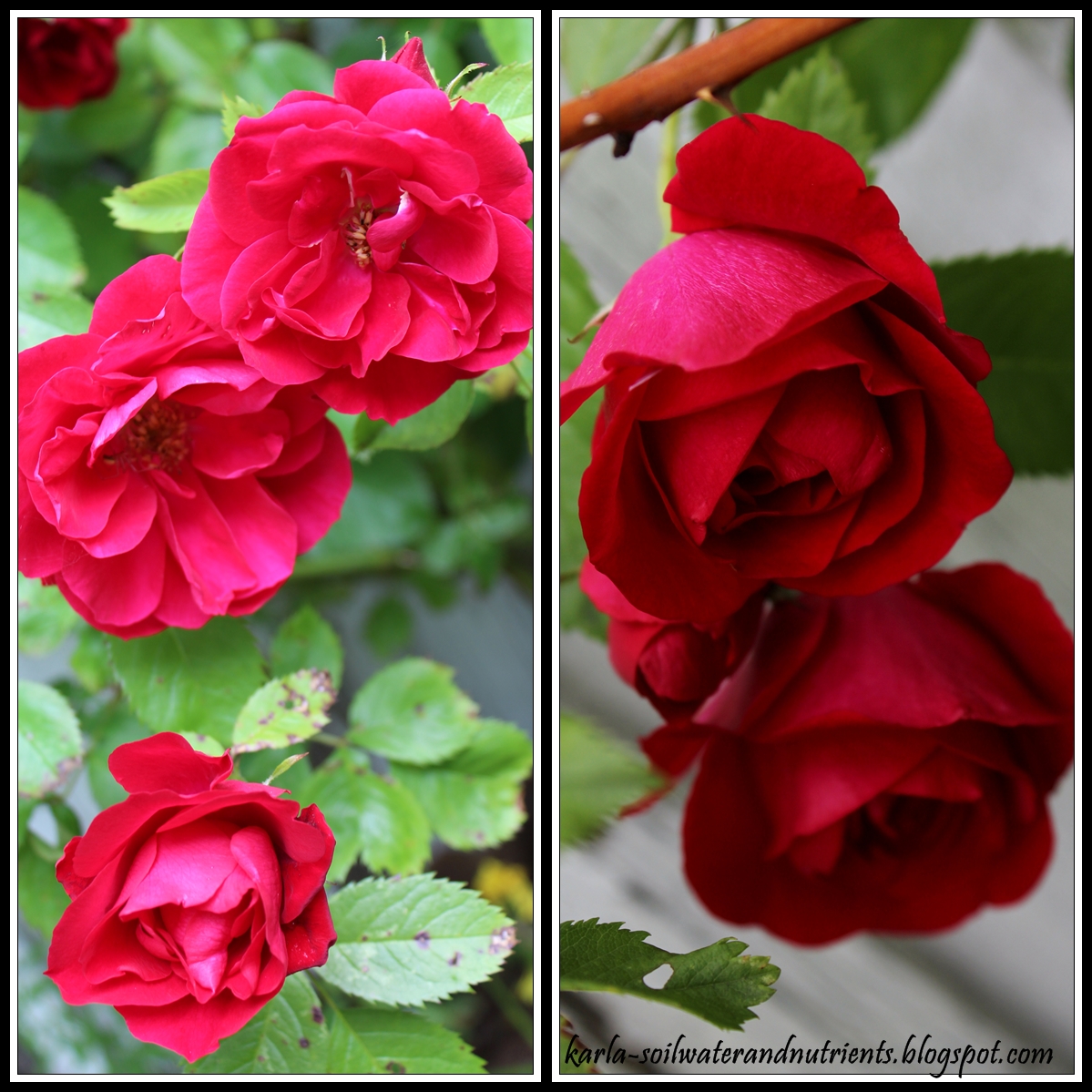 KARLA-soil, water and nutrients: RÖDA ROSOR