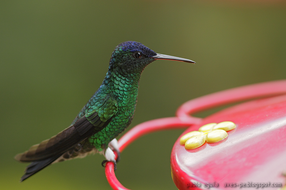 mis fotos de aves: Amazilia cyanifrons Amazilia Capiazul Indigo-capped ...