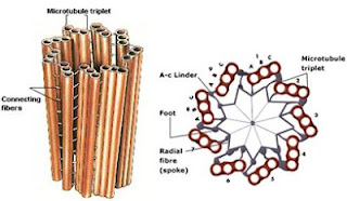 Knowledge Class: Centrioles