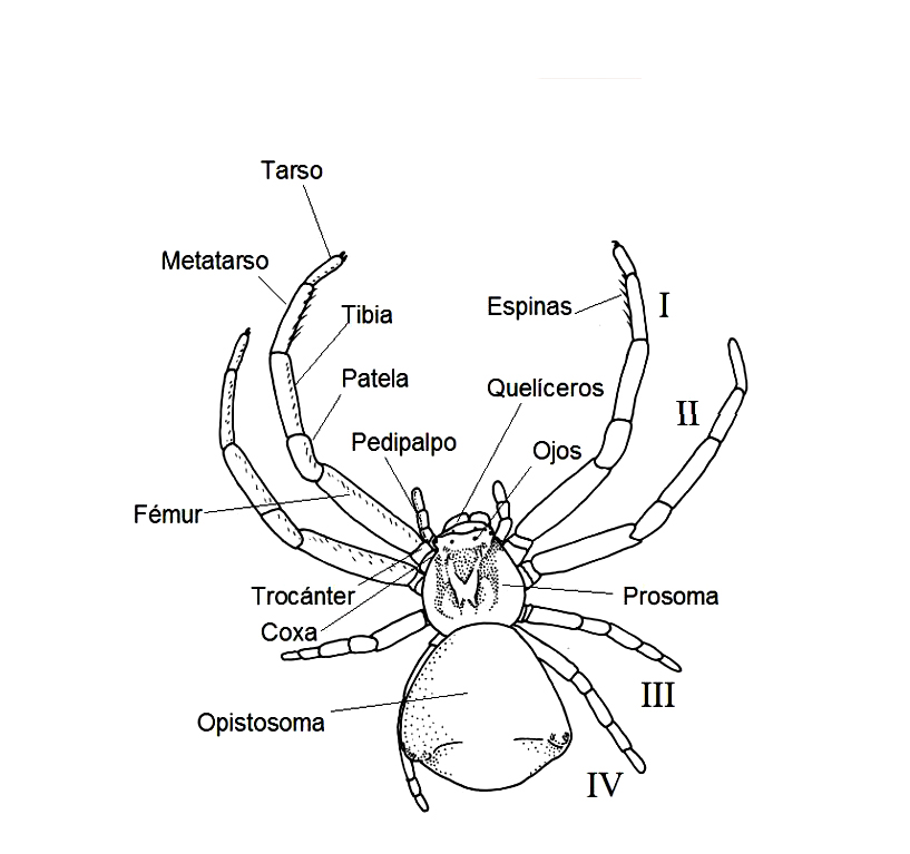 Naturaleza Viva : ARAÑAS Steatoda Anatomia