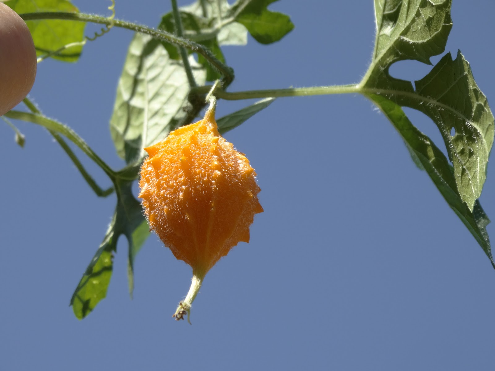 FRUTAS NATIVAS DA AMAZÔNIA