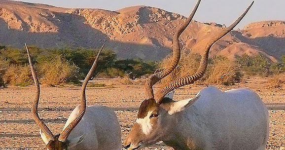 Endangered Species: Addax