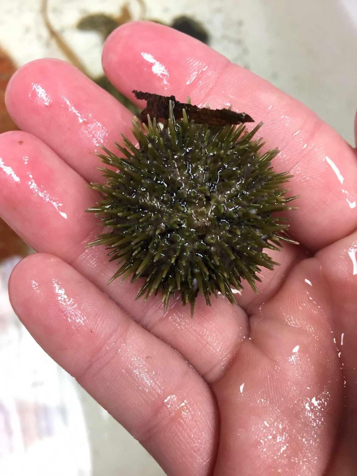 Park Ranger Miss Barnhardt