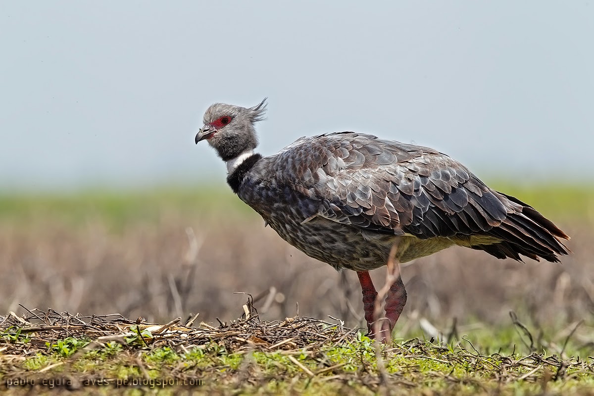 mis fotos de aves: Chauna torquata Chajá Southern Screamer