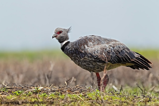 mis fotos de aves: Chauna torquata Chajá Southern Screamer